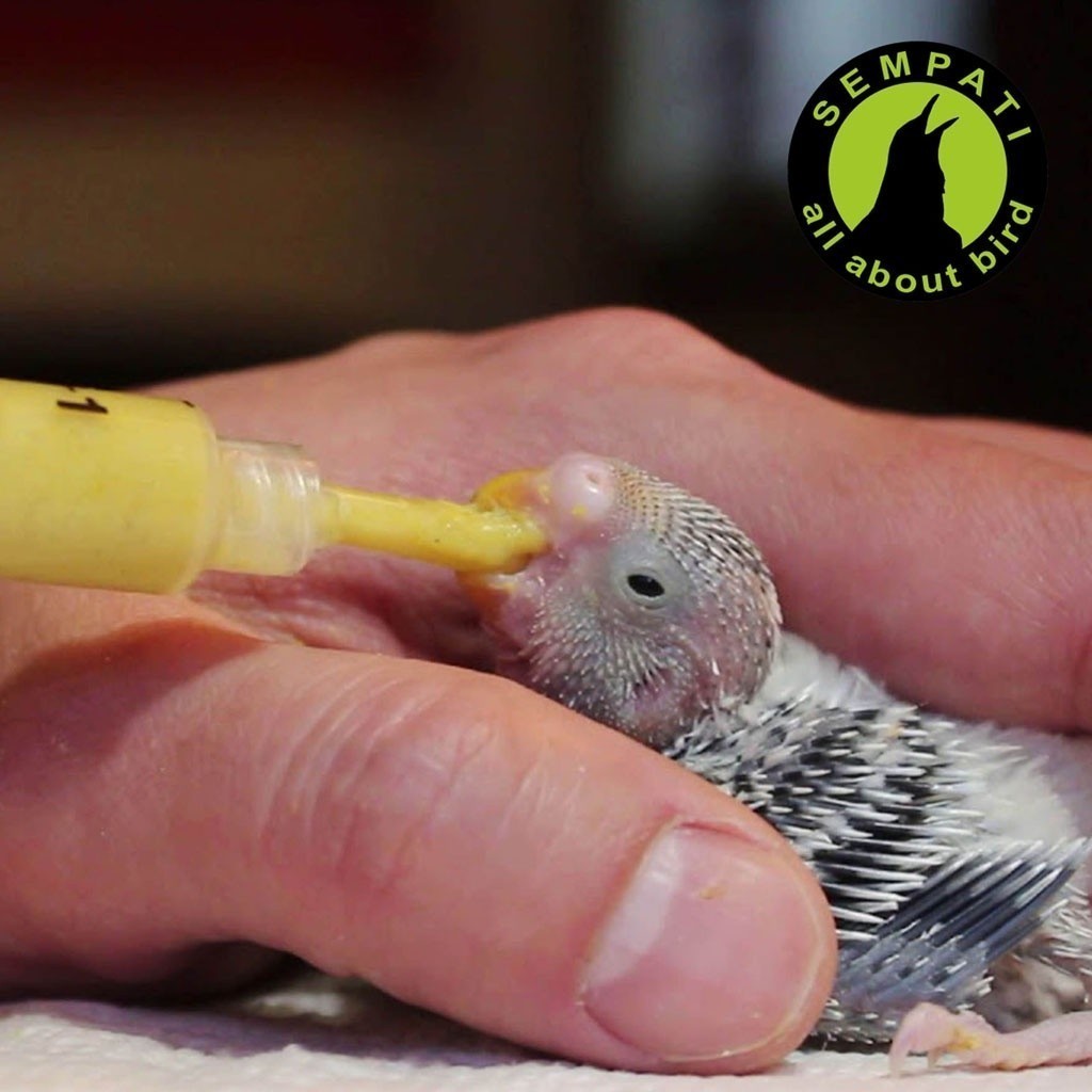 Jual GAL SEMPATI BATIBU SEMPATI PAKAN BUBUR ANAKAN PIYEK LOVEBIRD HAND ...