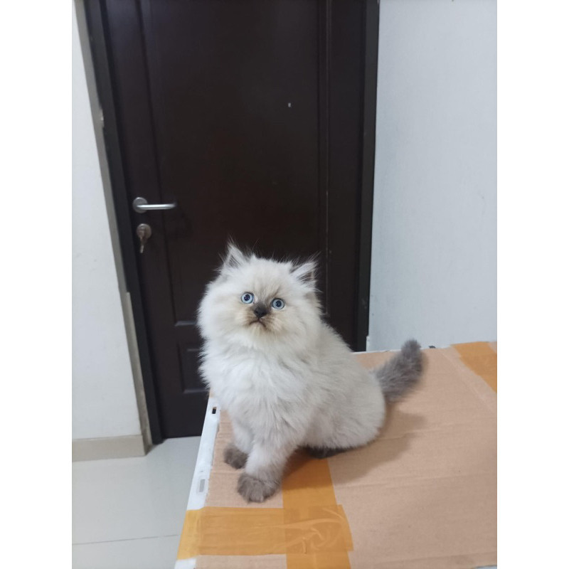 Jual KUCING HIMALAYA/MIDOL SUPER/RAGDOLL | Shopee Indonesia