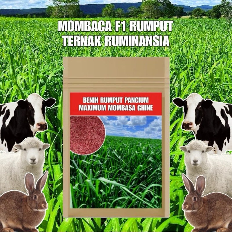 Jual Benih Rumput Super Mombaca F1 500 biji Kotaku Hijau | Shopee Indonesia