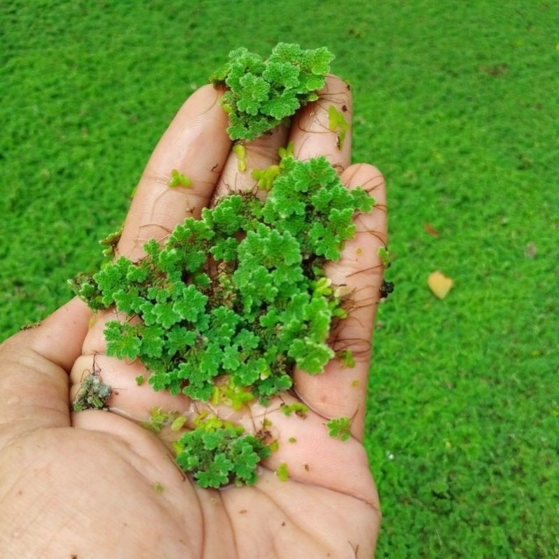 Jual Bibit Azolla Micropylla Super untuk pakan unggas ikan dan lain ...