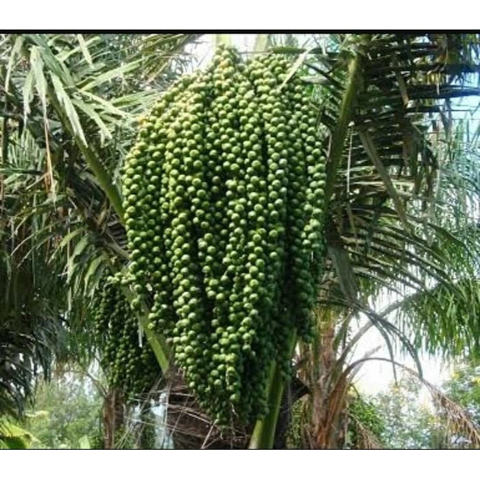 Jual Akar pohon aren / Akar Kawung 1kg | Shopee Indonesia