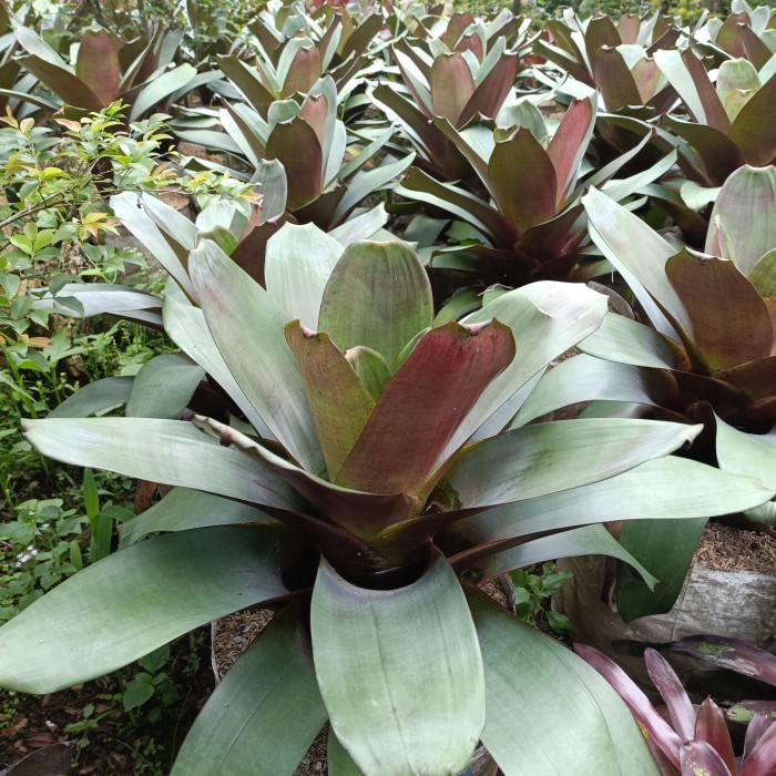 Jual bromelia Giant merah (size besar) | Shopee Indonesia