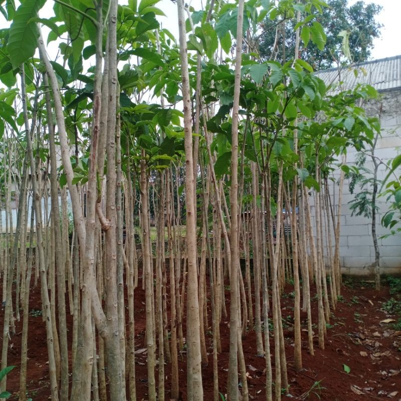 Jual Pohon Tabebuya Rosea Bunga pink Tinggi 2 meter - Tanaman Hias ...
