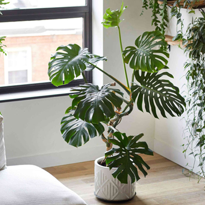 Jual Tanaman hias Philodendron monstera deliciosa | Shopee Indonesia