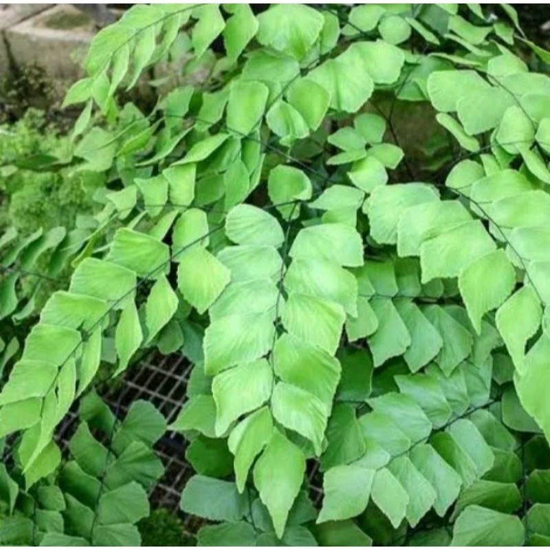 Jual KOKOWA FLORA Tanaman Hias bunga Suplir / maiden hair fern Daun ...