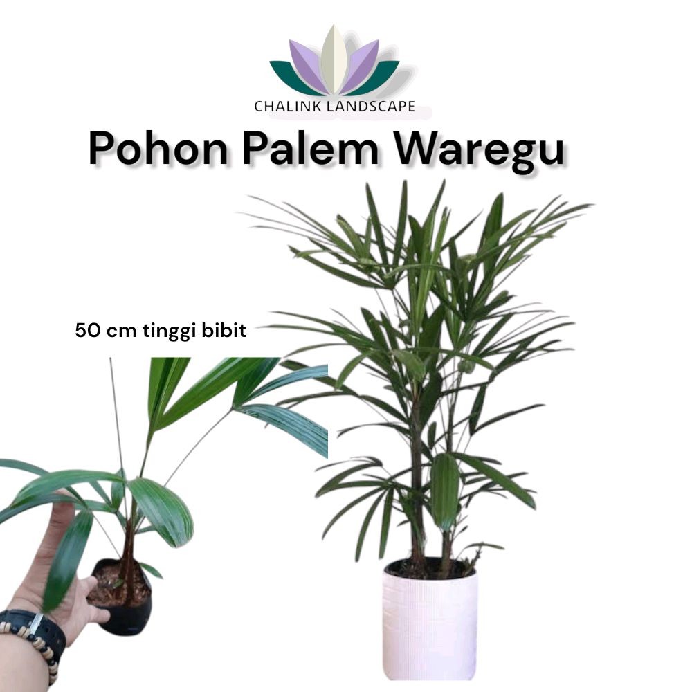 Jual Tanaman Palem Regu / Palm Waregu / Pohon Palem / Tanaman Indoor ...