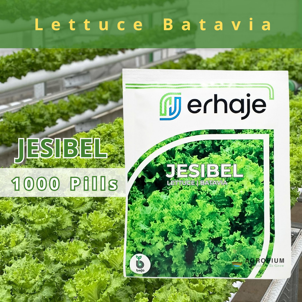 Jual Benih Selada Batavia JESIBEL Isi 1000 Pils Lettuce Batavia Bejo ...