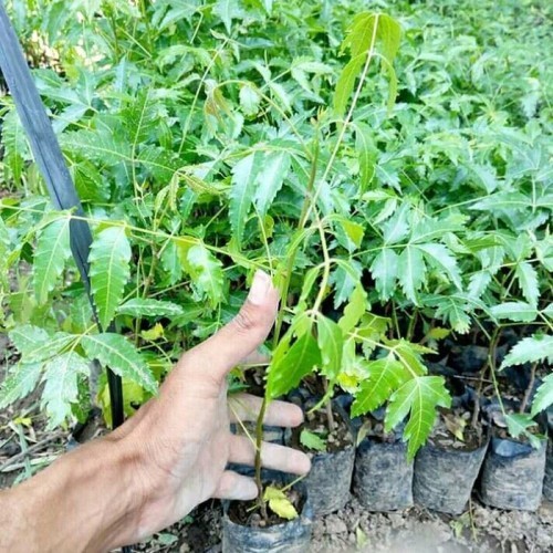 Jual Bibit Tanaman Pohon Mimba Berkhasiat bibit mimba tanaman obat ...