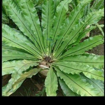 Jual Kadaka jumbo daun rimbun kadaka hutan daun muter | Shopee Indonesia