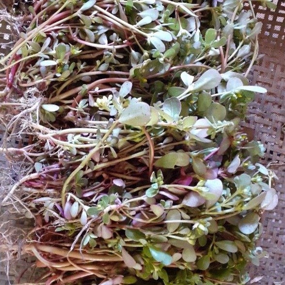 Jual promo daun krokot fress per 500gram | Shopee Indonesia