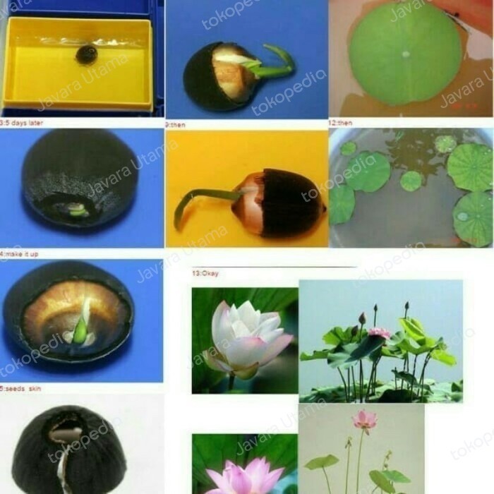 Jual Java Seeds - Biji Bunga Lotus Biji Teratai Lotus mini Biji Lotus ...