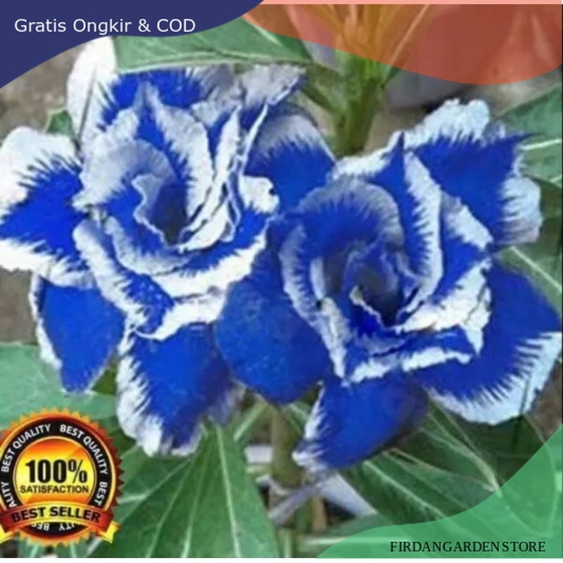 Jual F.G.S. Tanaman Hias Bibit Kamboja Bunga Biru Putih - Bibit Bunga ...