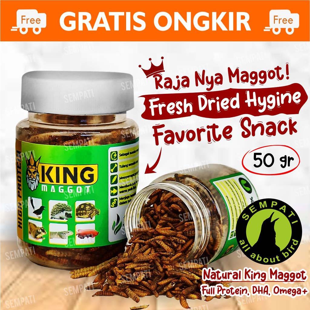 Jual SEMPATI KING MAGGOT BSF SUPER MAGOT MAGGOT KERING DRY FRESH MAGOT ...
