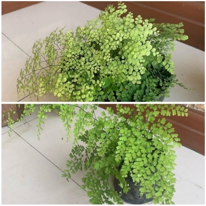 Jual Tanaman hias supril/Pakis/Paku-Pakuan | Shopee Indonesia