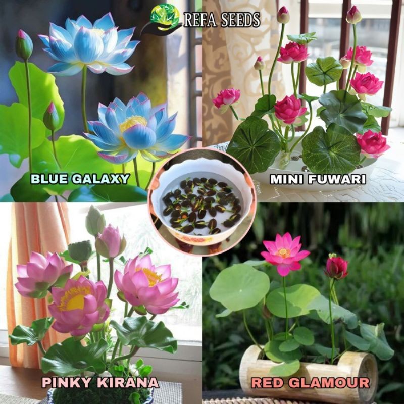Jual Isi 50 Butir Benih Bunga Teratai Lotus Biji Bunga Lotus Mini Mix ...