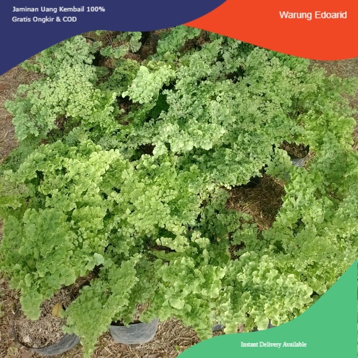 Jual Paket Tanaman Suplir Hias Untuk Taman Dan Vertical Garden | Shopee ...