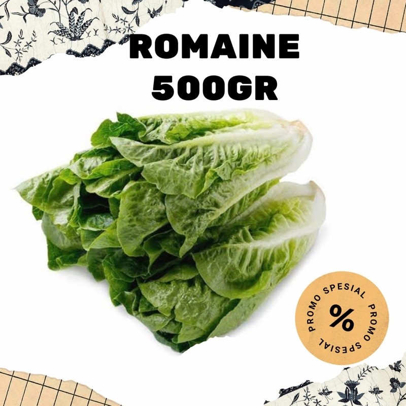 Jual romaine lettuce sayur segar selada manis romaine UDBUAH 3 SAUDARA | Shopee Indonesia