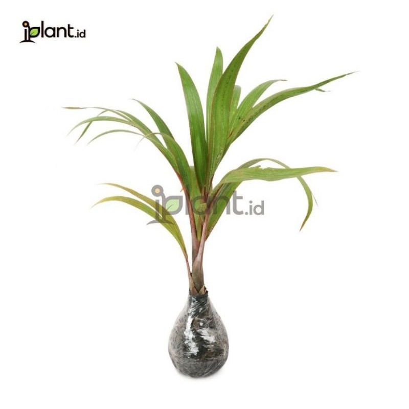 Jual Tanaman hias palem botol merah/pohon palem botol/tanaman hias ...