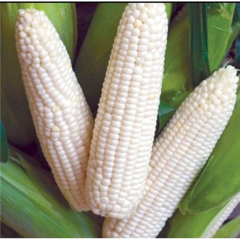 Jual PROMO !!! 5KG BENIH JAGUNG KETAN PUTIH PULUT SIAP TANAM { USAHA ...