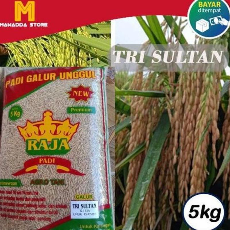 Jual Biji Padi Unggul Tri Sultan Biji padi Trisultan 5KG | Shopee Indonesia