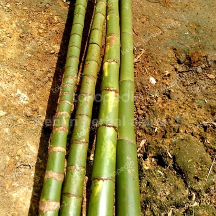 Jual BATANG POHON WAREGU TUA 120cm FA | Shopee Indonesia