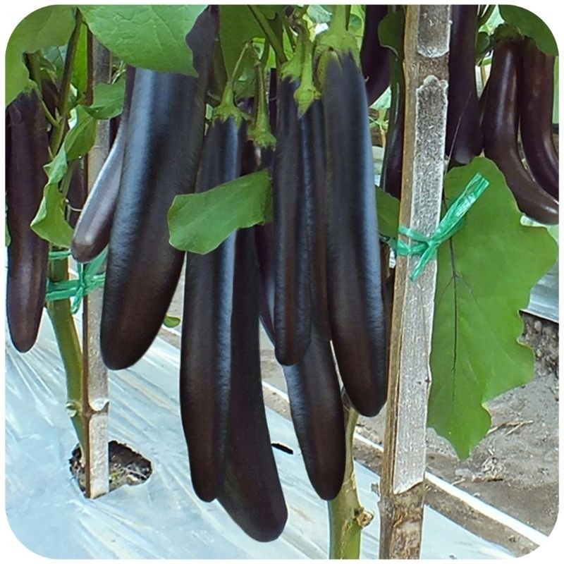 Jual 50 Biji - Benih Terong YOLA f1 BIbit Terong Tahan simpan dan ...