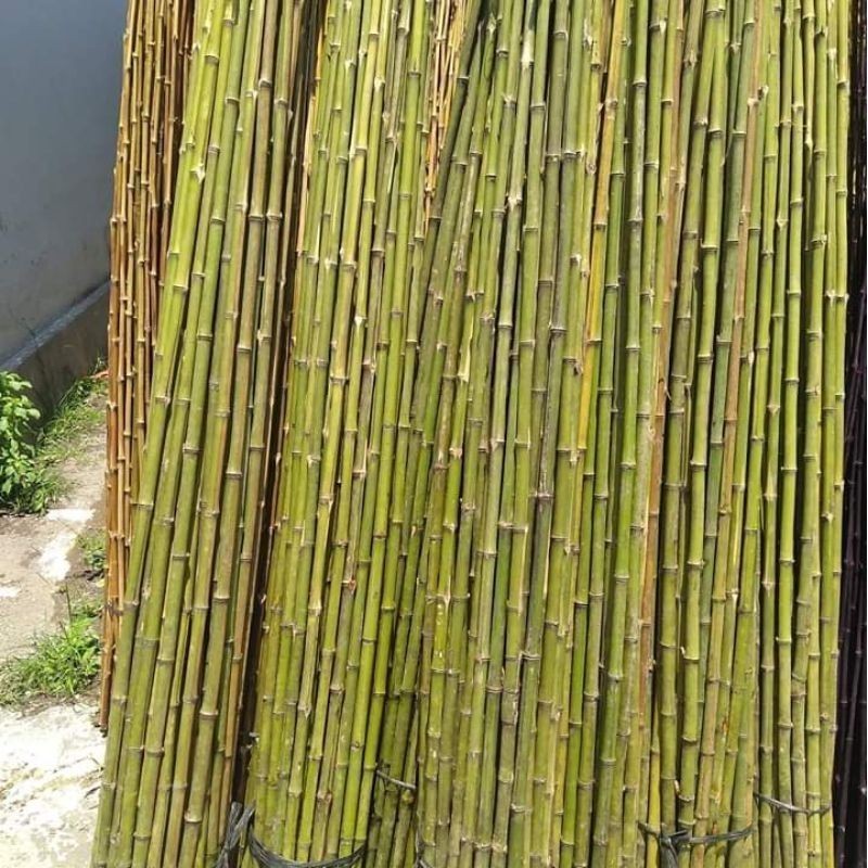 Jual bambu mentahan lurus | Shopee Indonesia