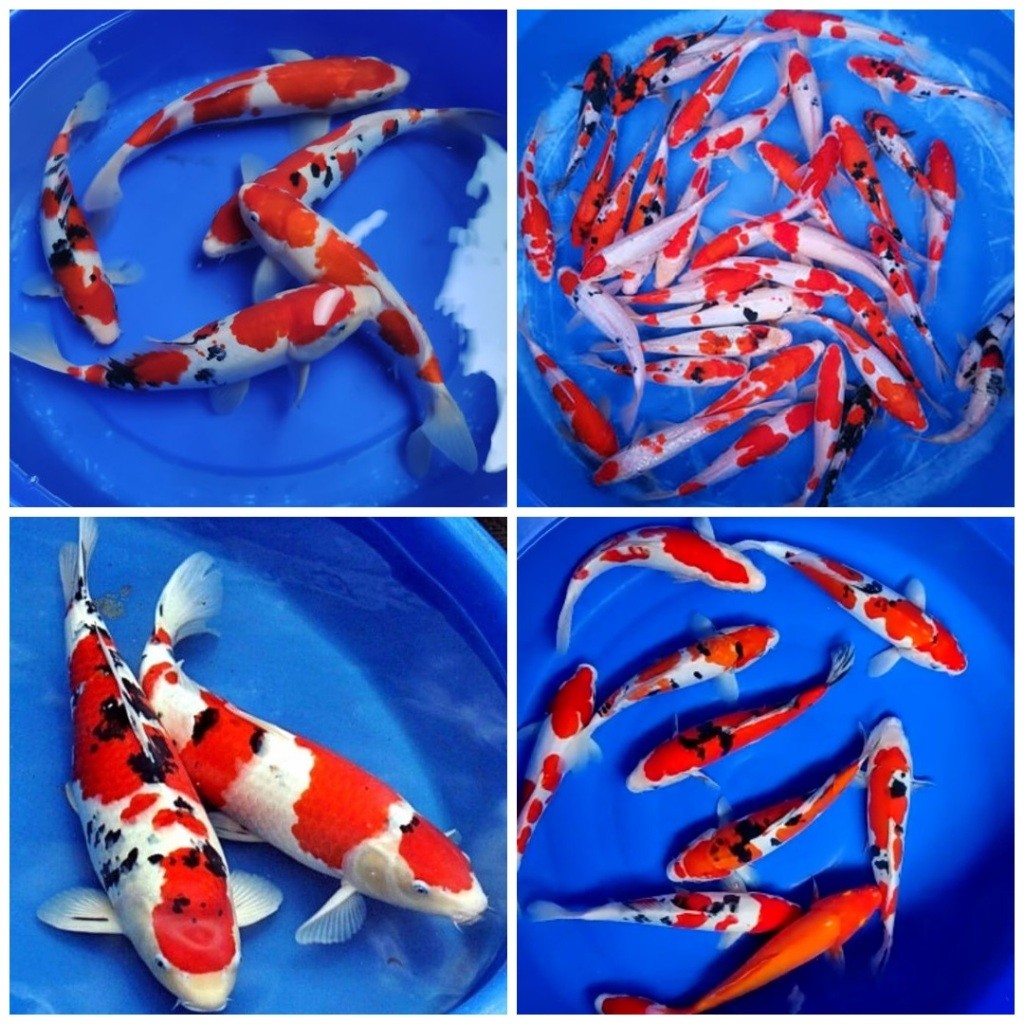 Jual Paket Koi Grade A ukuran 10-11 cm isi 3 | Shopee Indonesia