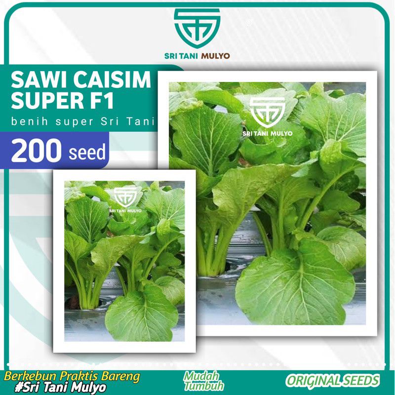Jual 200 Biji - Benih SAWI CAISIM SUPER - Sawi Manis Unggulan Bibit ...