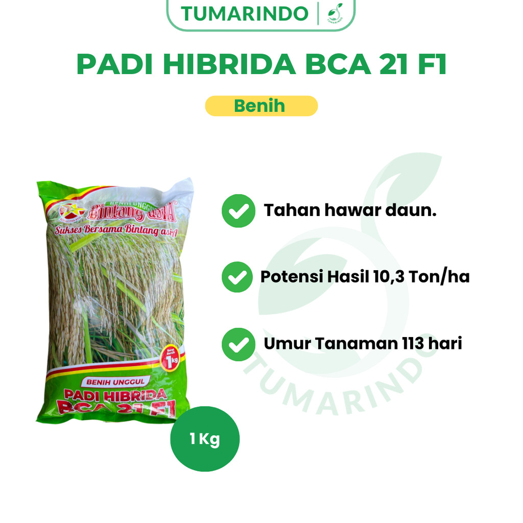 Jual Benih Padi Hibrida BCA 21 F1 Kemasan 1 kg Bintang Asia Tahan ...