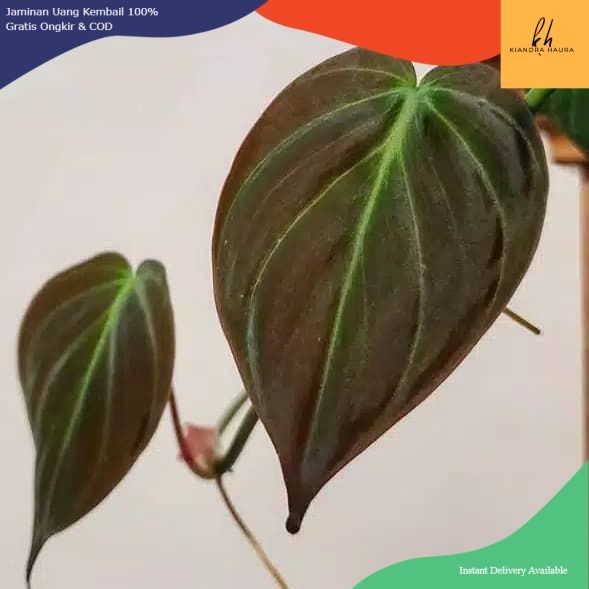 Jual Tanaman hias philodendron micans Philo micans Tanaman rambat ...