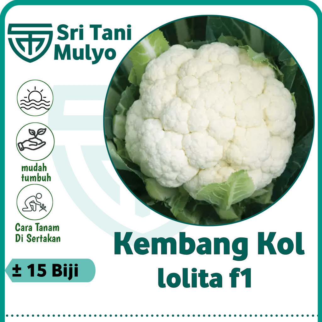 Jual 15 Biji - Benih KEMBANG KOL LOLITA F1 - Toleran Panas - Bibit ...