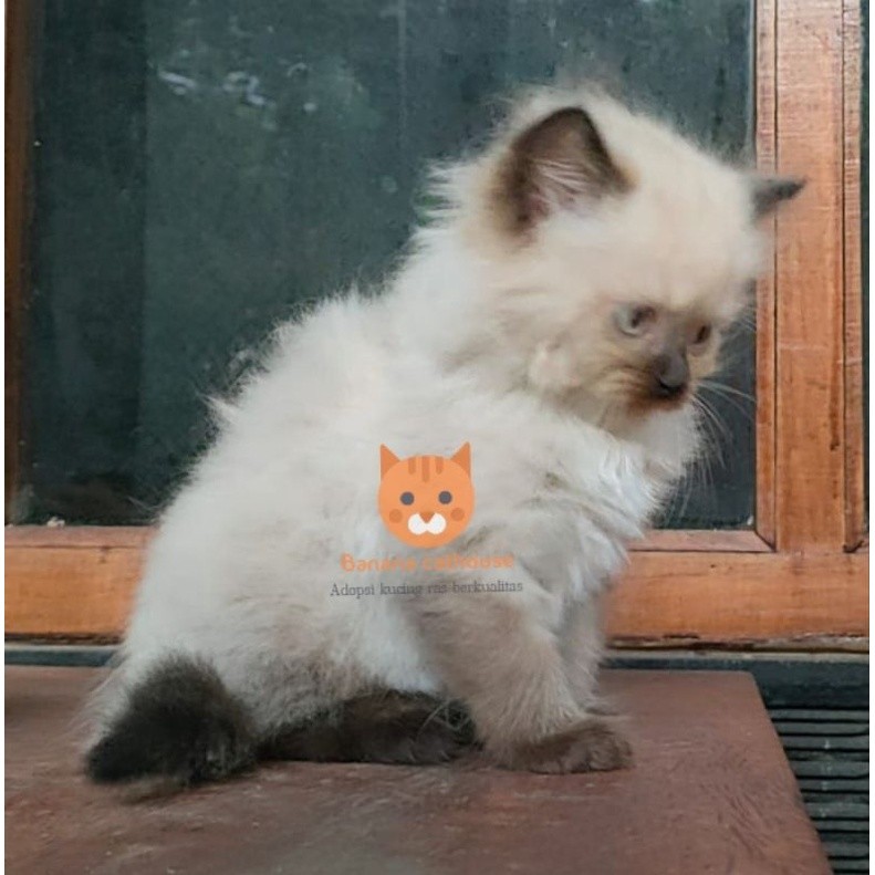 Jual kucing Persia Himalaya bulat lucu | Shopee Indonesia