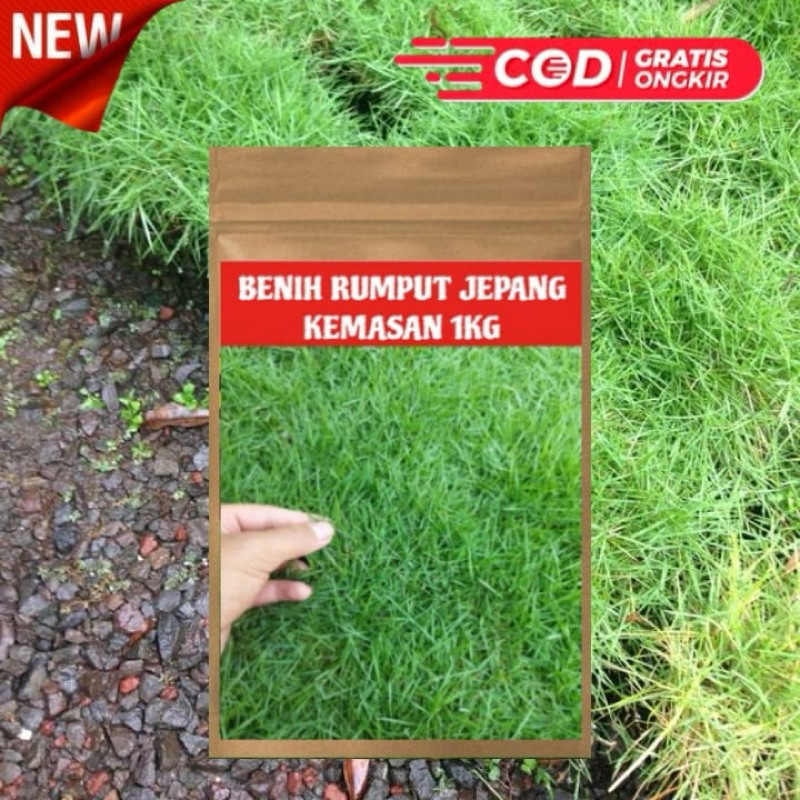 Jual 1kg benih rumput jepang/benih rumput jepang taman | Shopee Indonesia