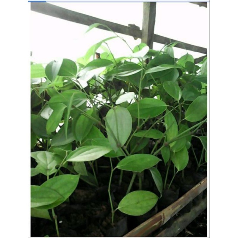 Jual 5 Pcs bibit lada perdu/pedes/merica 30 cm siap tanam | Shopee ...