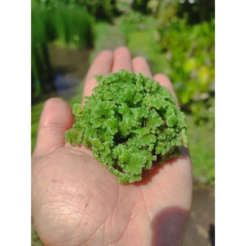 Jual Azolla | Shopee Indonesia