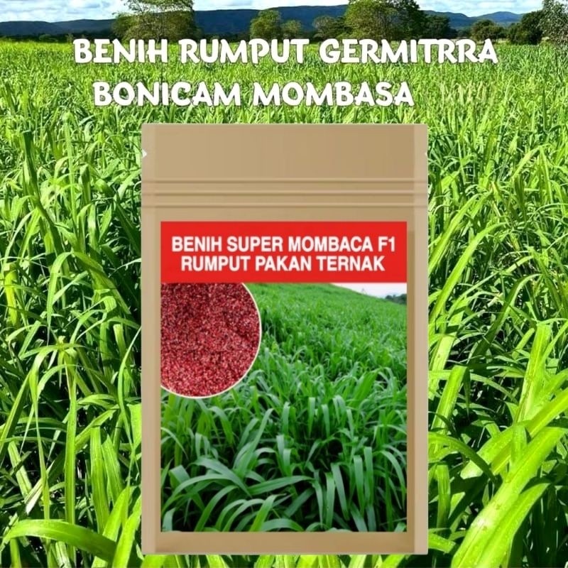 Jual Benih Super Mombaca F1 6000 Biji Urban Farming Mombasa - Bibit ...