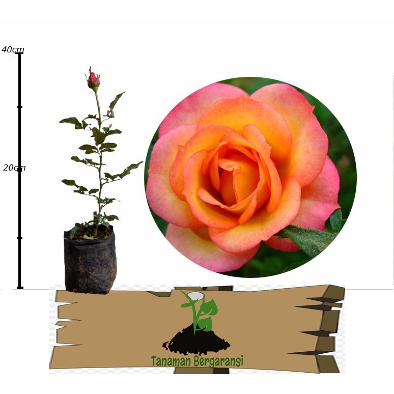 Jual Tanaman Bunga Mawar Colorado (rosa sp) Berbunga Besar Multiwarna ...