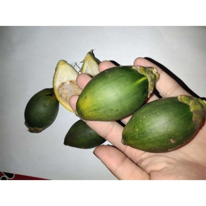 Jual 1 Kg Buah Pinang Muda Jambe Obat Herbal | Shopee Indonesia
