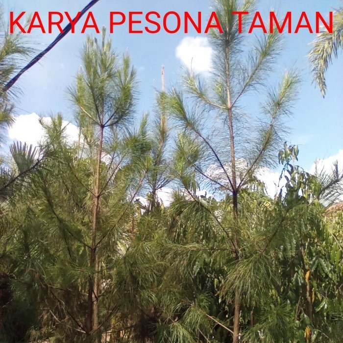 Jual pohon cemara pinus tinggi 3 meter | Shopee Indonesia