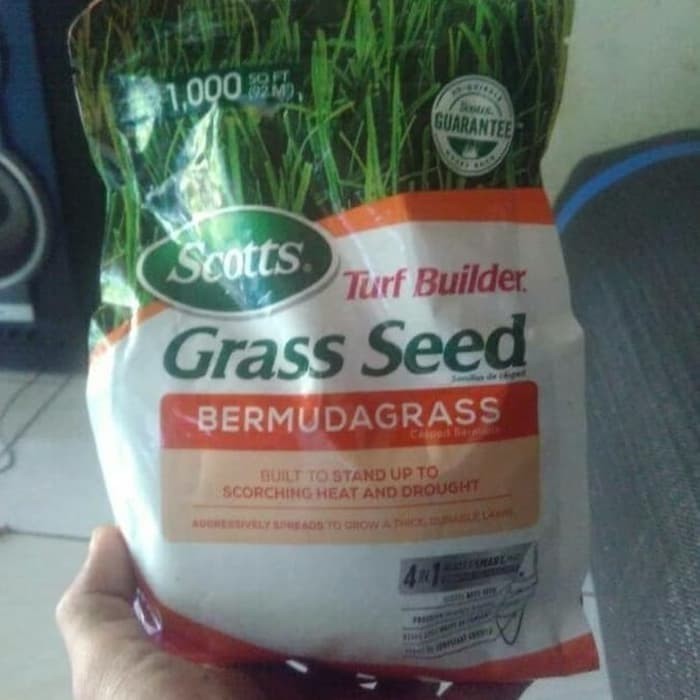 Jual benih biji rumput jepang-benih rumput taman - Bibit Rumput Jepang ...