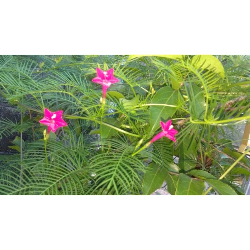 Jual tanaman songgo langit | Shopee Indonesia