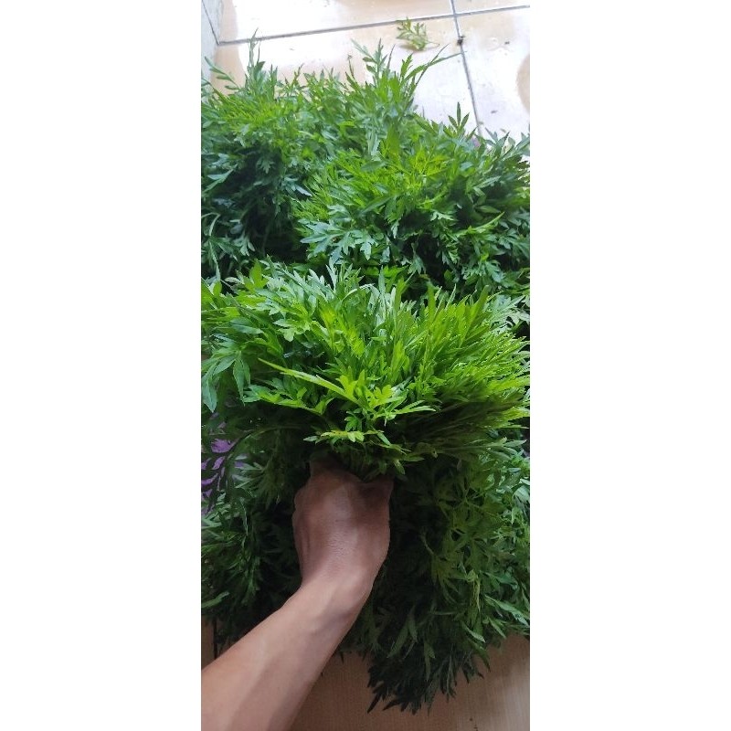 Jual Daun Kenikir Segar / Ulam Raja Randa Midang 1 KG | Shopee Indonesia