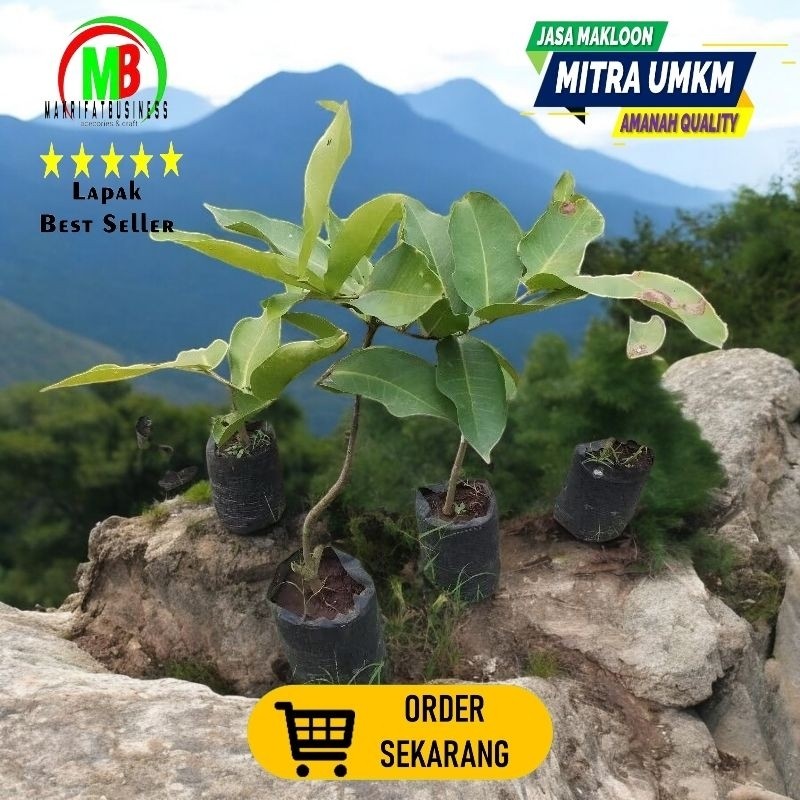 Jual MAKRIFATBUSINESS Bibit Jambu Air CITRA MERAH Batang Besar 2 cm ...