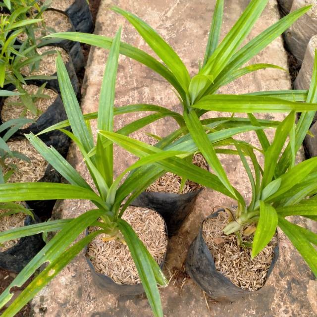 Jual Tanaman Herbal Pandan Wangi, Tanaman Bumbu Pandan Wang, Pohon ...