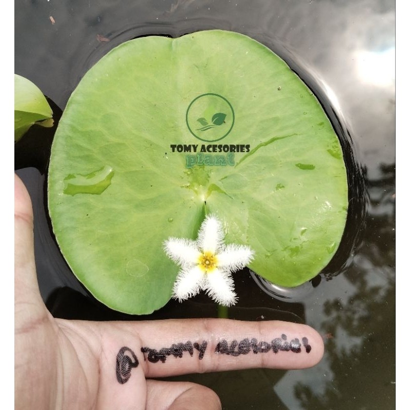 Jual Nymphaea Teratai Kapas Bunga Mini Teratai Salju Nymphoides Indica ...