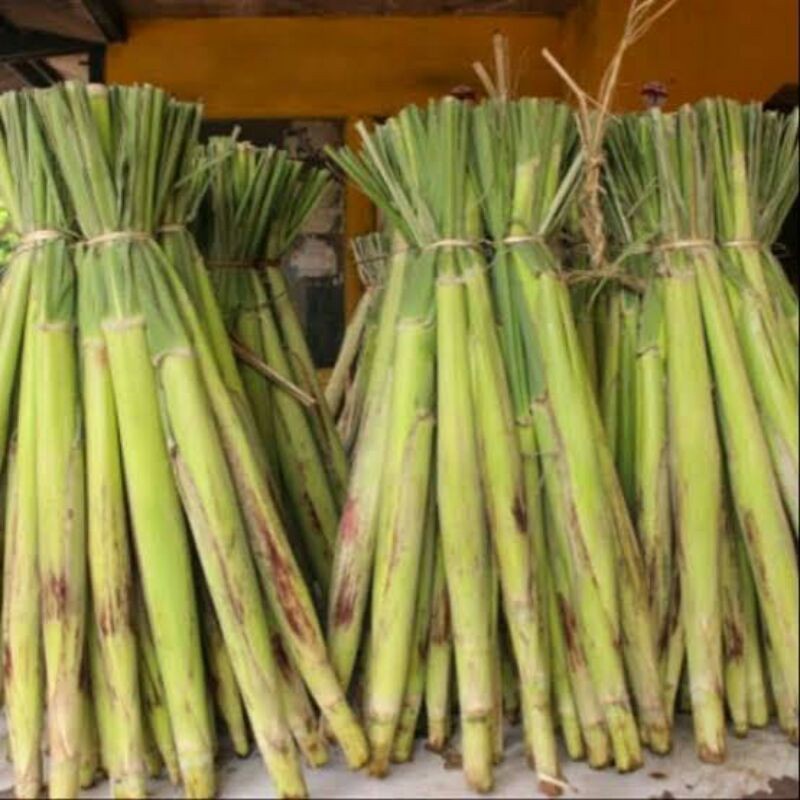 Jual Terubuk Trubuk Turubuk Endog Tiwu Bunga Telur Telor Tebu (minimal ...