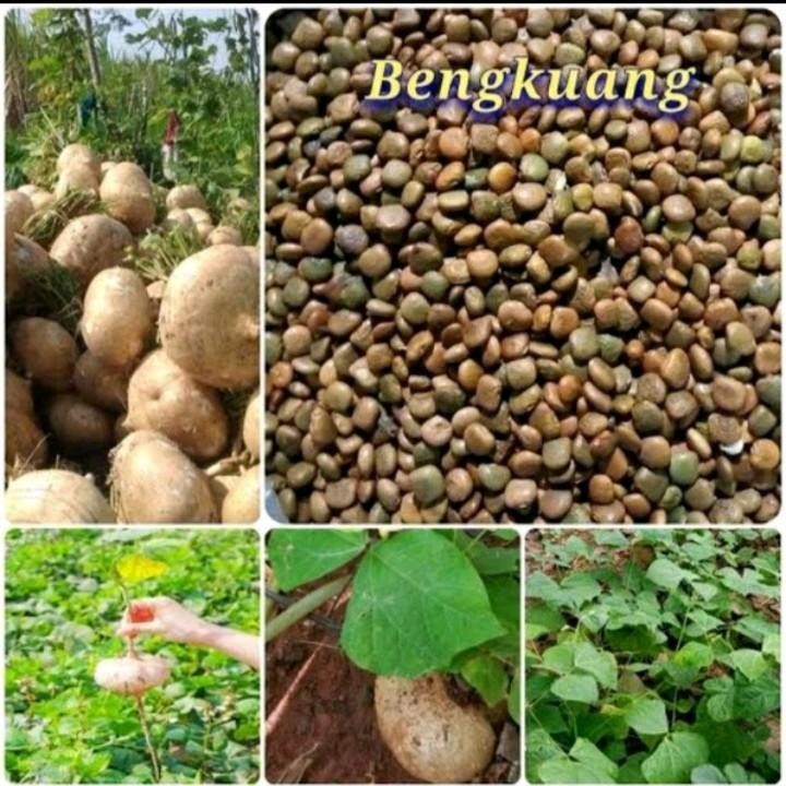 Jual 200 Benih Bengkoang Jumbo Super Siap Tanam { USAHA-KECIL ...