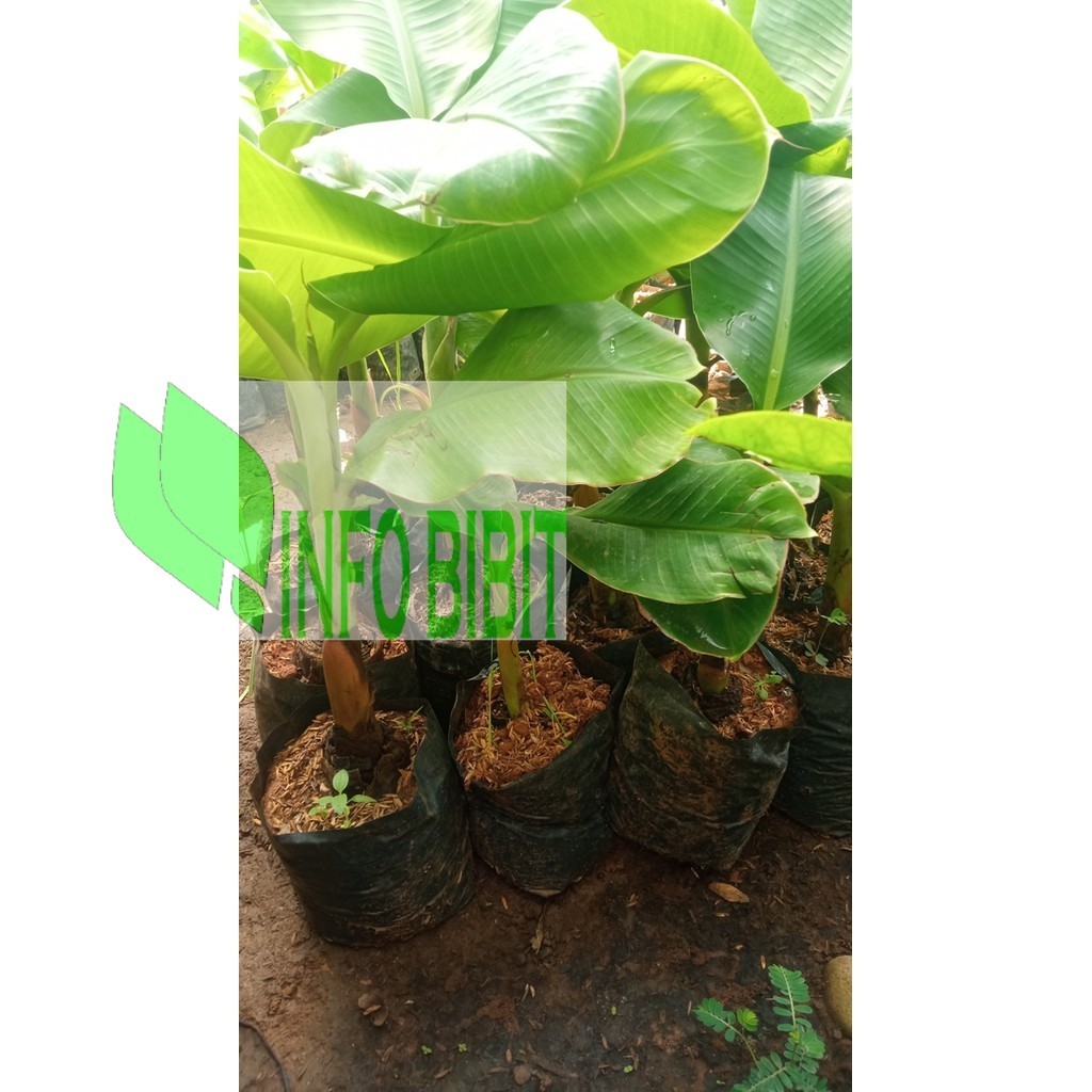Jual Bibit Pisang Raja Nangka Premium – Cocok untuk Kebun atau ...
