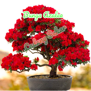 Jual Bunga Hidup azalea bunga merah - azalea red bird | Jenis Bunga ...